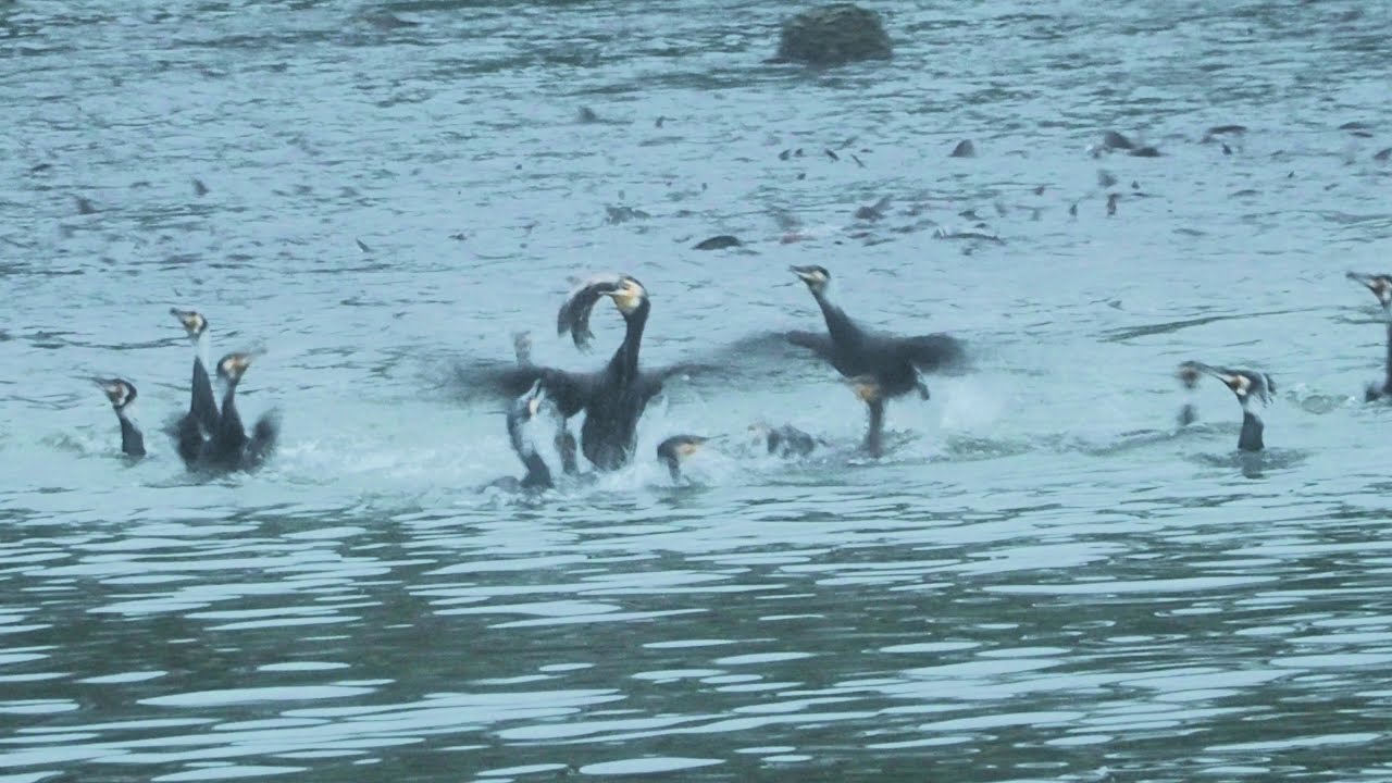 1130302 The great cormorants fighting for fish at wastewater treatment ...