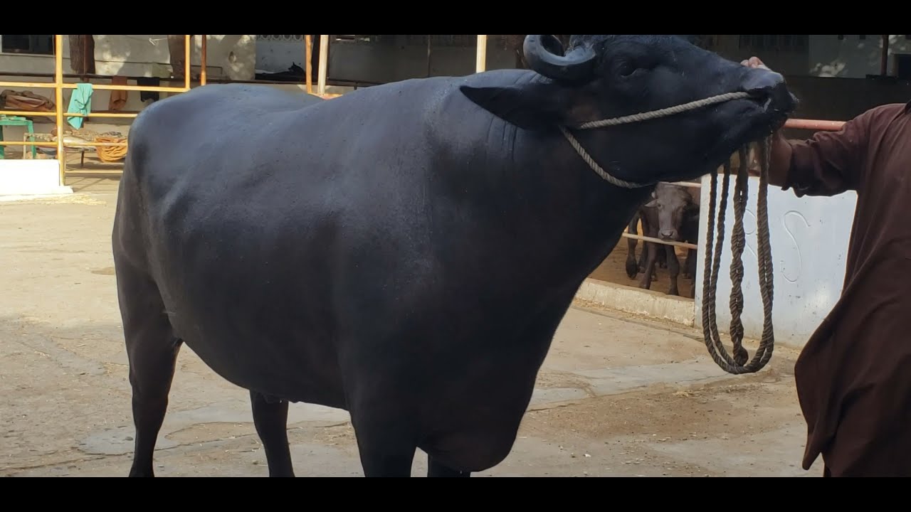 HEAVY SANDA IN PAKISTAN | SHAUKAT DAIRIES - YouTube