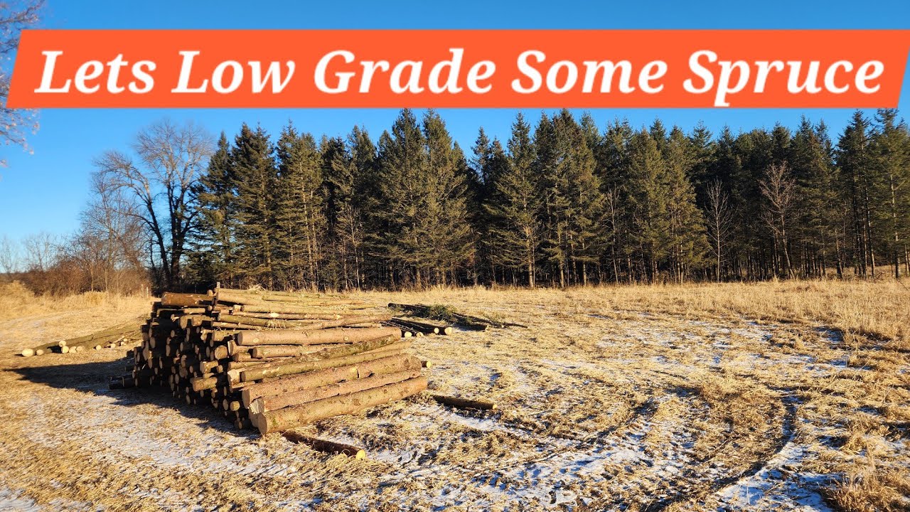 A quick little timber walk. Low grading spruce!!! What a wonderful time ...