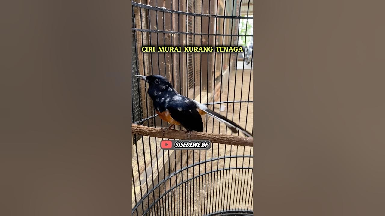 Ciri ciri burung murai kurang tenaga - YouTube