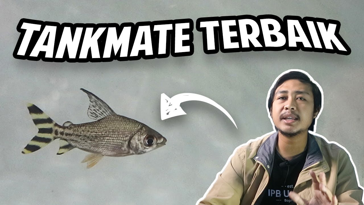 TERBAIK!!! Update Kondisi Ikan YELLOW FEIFENG - YouTube