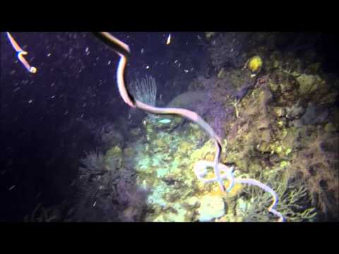 Ribbon Worms - YouTube