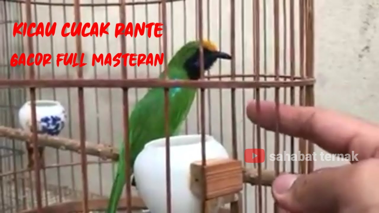 Kicau cucak Rante gacor full masteran - YouTube