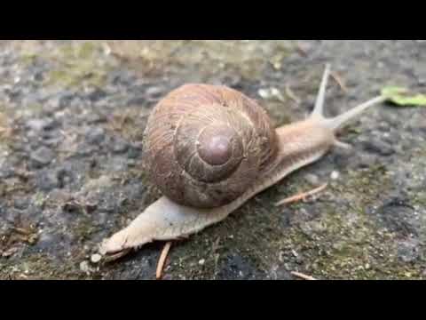 snail after rain - YouTube