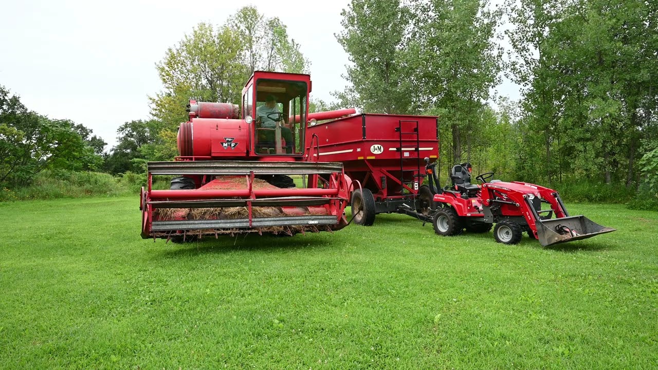 Massey Ferguson 300 part 5. Combining the Oats - YouTube