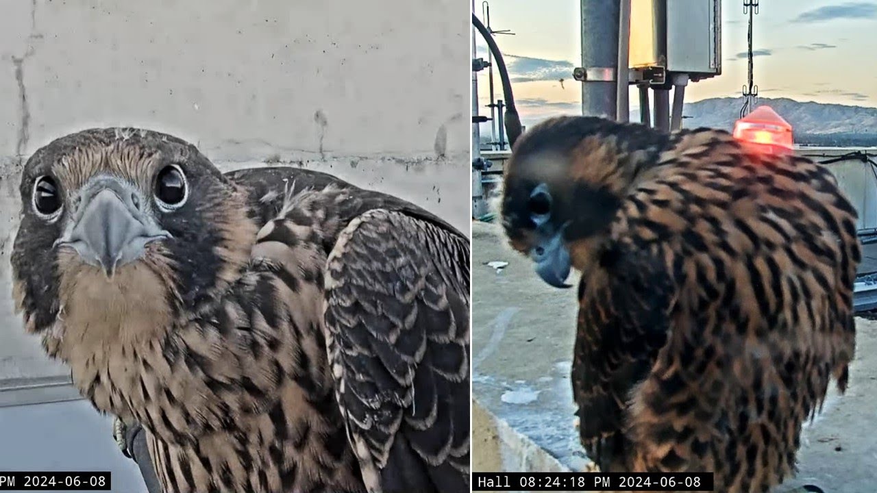 San Jose CH Falcons: Chicks fly/hop to camera bars 🌟 Zoe leaps to ledge ...