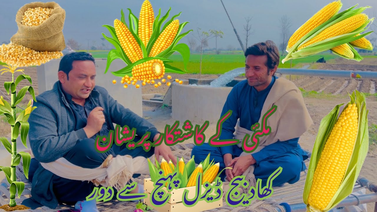 Maize Cultivation|Corn Floor|Pop Corn|Corn Oil|Corn Soup|Corn Custard ...