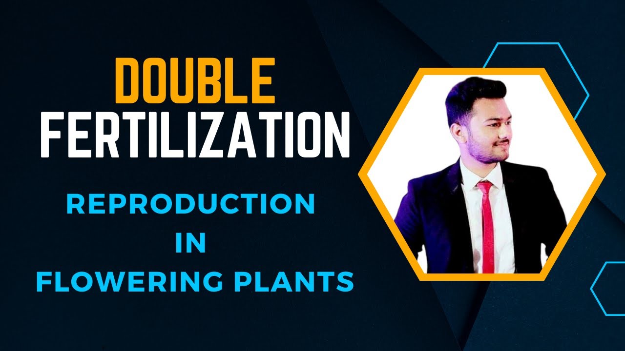Double fertilization (Reproduction in flowering plants) /UNIT 1 NCERT ...