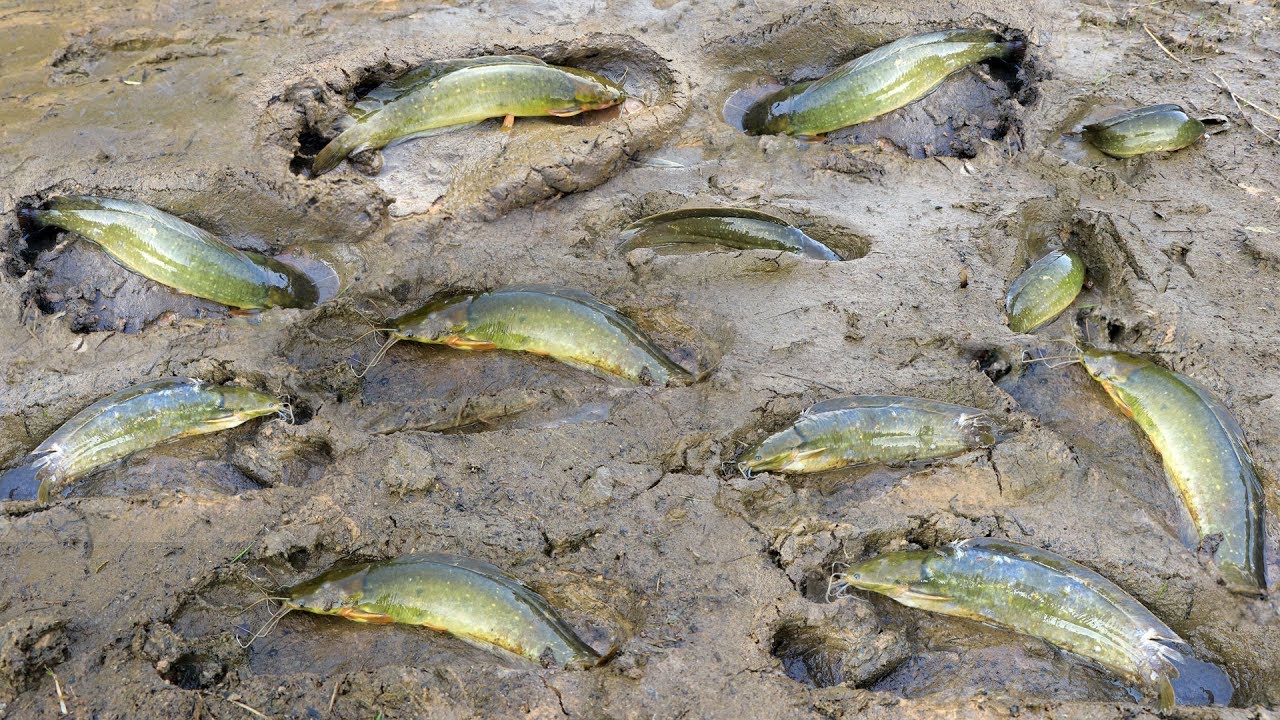 Amazing Catching A lot Of Fish In Mud Dry Season - Catching Catfish By ...