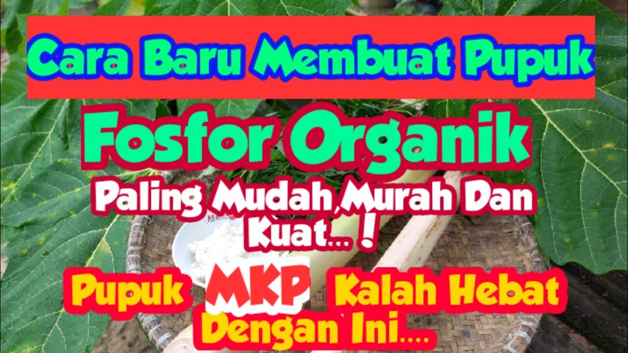 Pertanian - *Cara Membuat Pupuk Fosfor Organik Paling Lengkap,Mudah Dan ...