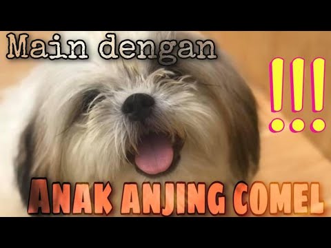 Anjing kecil yang comel - YouTube