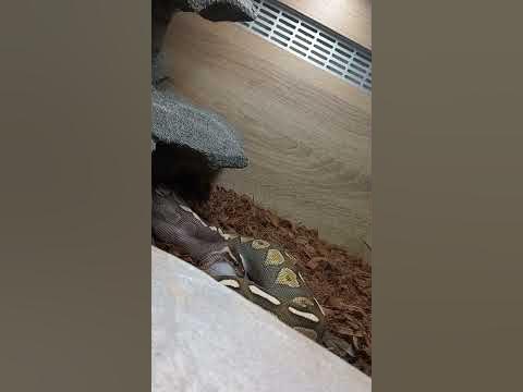 Swallowing a rat 🐍🐭 #ballpython ##snake #animals #funny #fyp #rat # ...