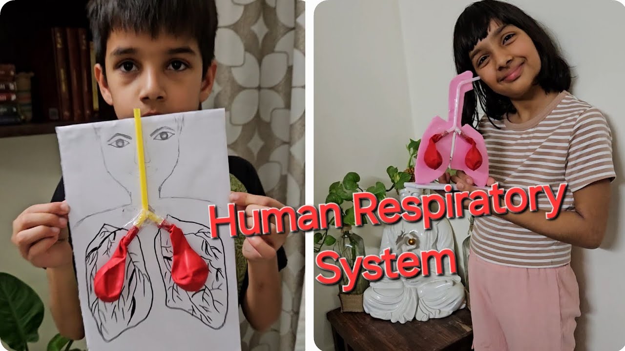 How to Make Human Respiratory System | 3D Model Of Human Respiratory ...