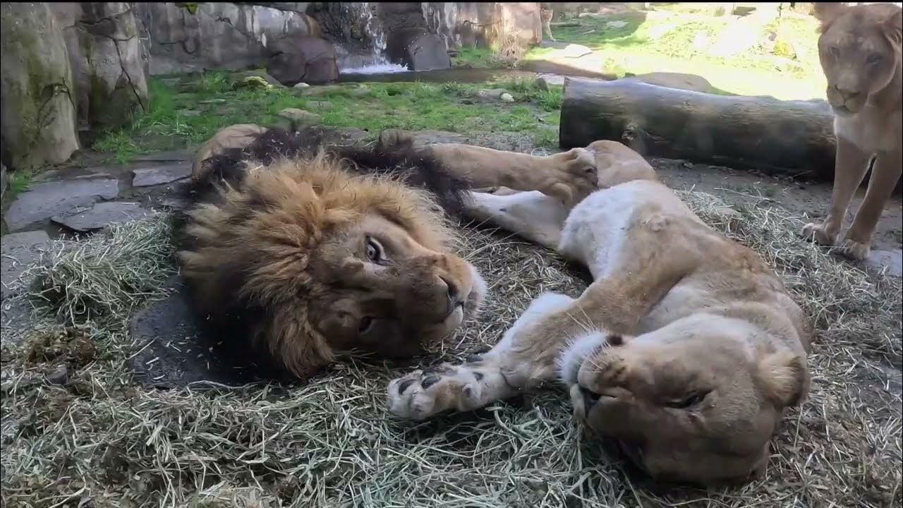 African Lions Roll And Play In New Bedding - YouTube