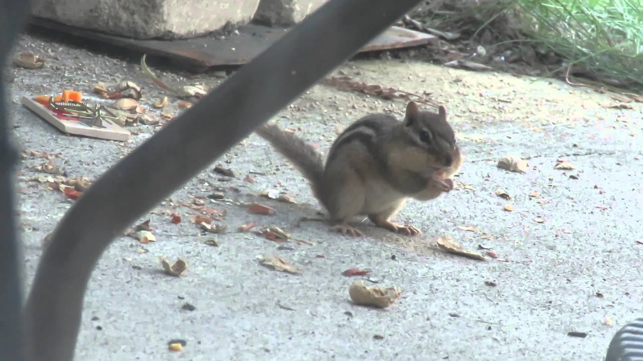 Catching A Chipmunk Using The HavaHart Trap - YouTube