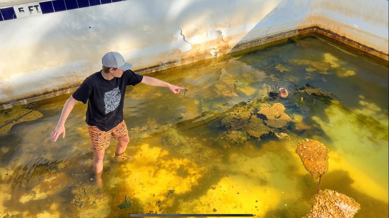 BABY ANIMALS FOUND IN ABANDONED SWIMMING POOL ! WHAT NOW ?! - YouTube