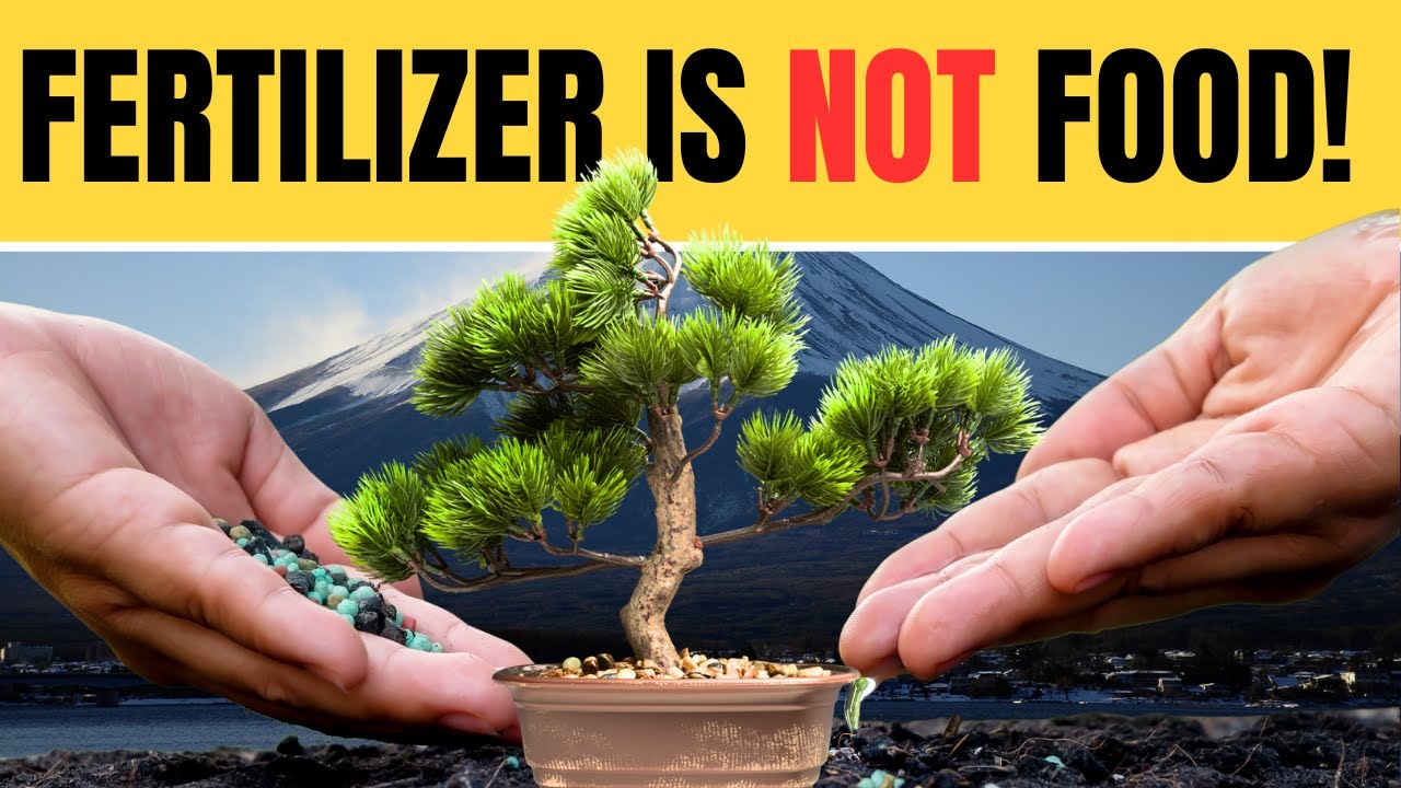 Ultimate Bonsai Fertilizing Guide for Beginners - YouTube