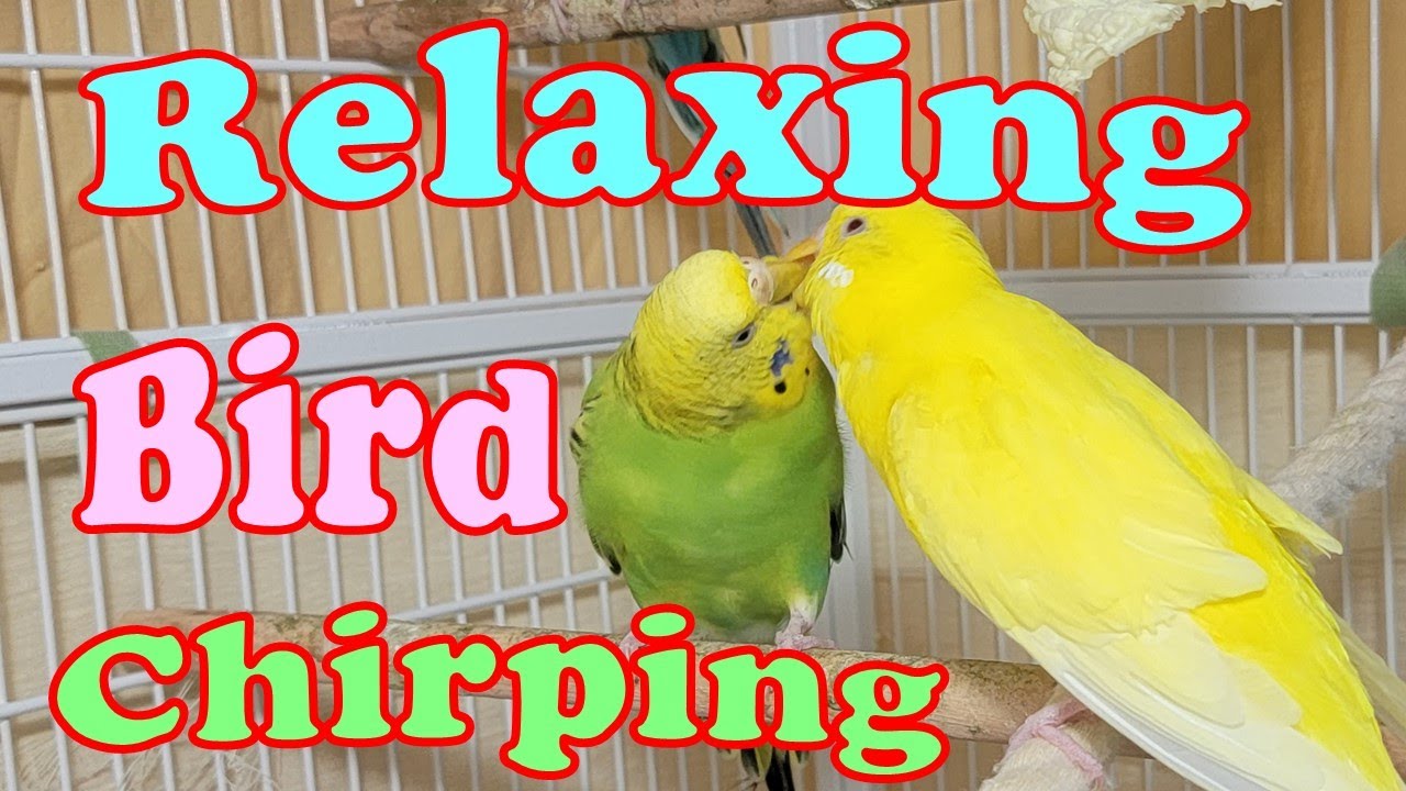 10 Hr Happy Parakeets Sing Playing & Eating, Cute Budgies Chirping ...
