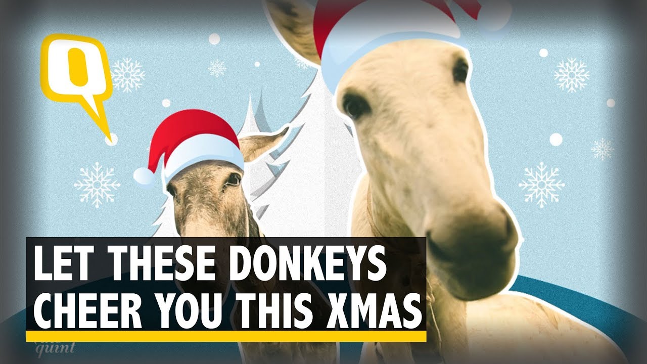 Spread Some Christmas Cheer With This Couple and Their Donkeys | The ...