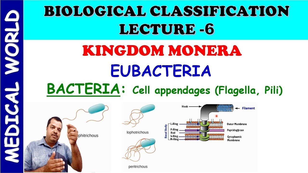 BACTERIAL CELL APPENDAGES FOR NEET | BIOLOGICAL CLASSIFICATION ...