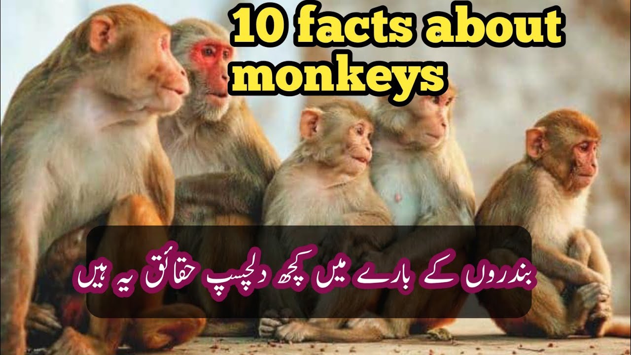 Here are some interesting facts about monkeys: 10 facts about monkeys ...