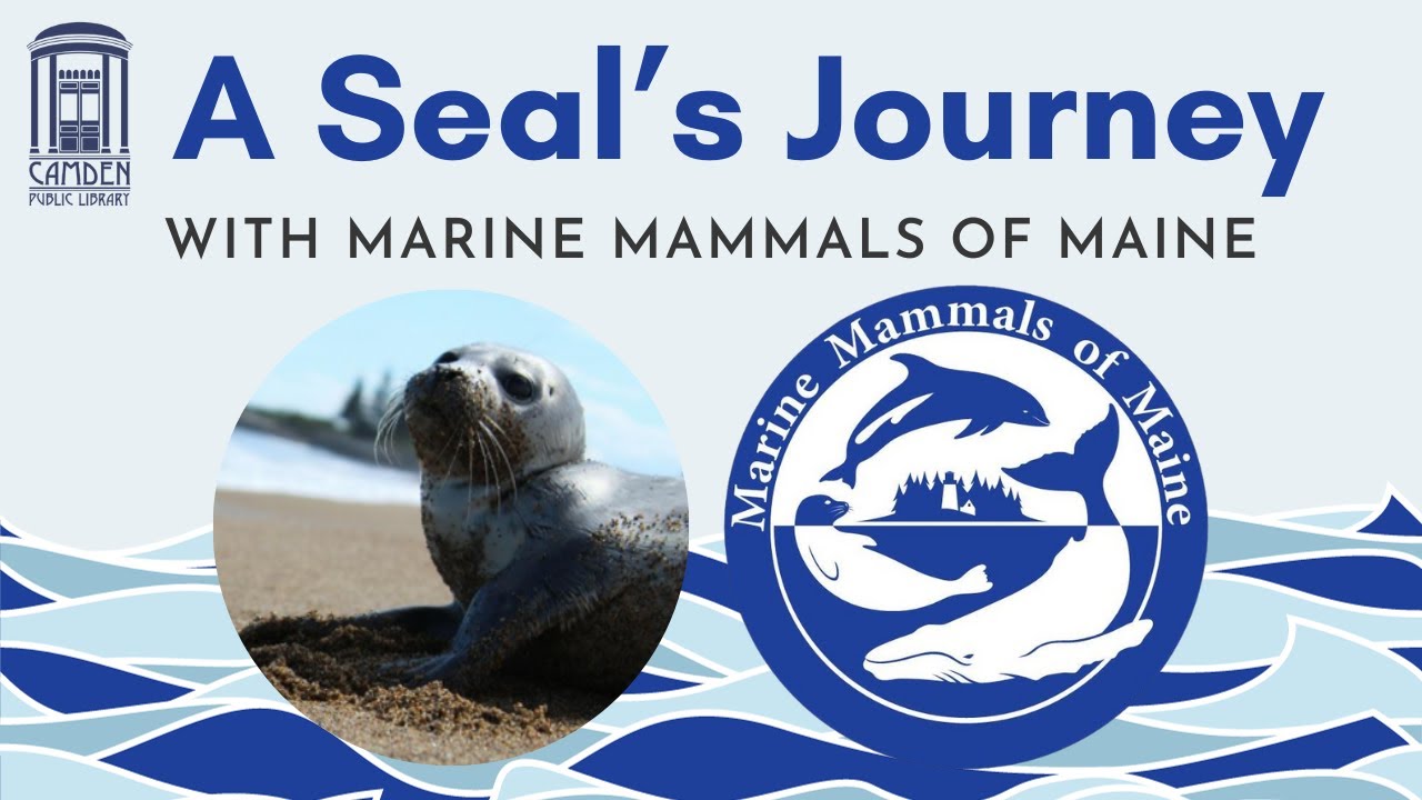 "A Seal's Journey" with Marine Mammals of Maine (MMoME) Volunteer ...