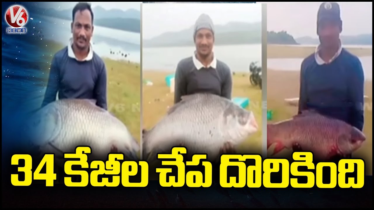 Fisherman Caught 34 Kg Fish In Kadem Project | Nirmal | V6 News - YouTube
