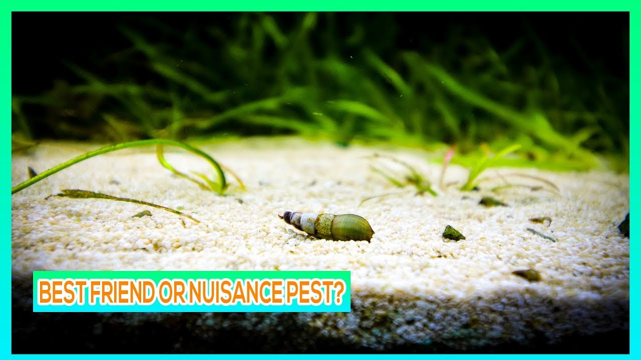 THE SNAIL EVERY PLANTED AQUARIUM NEEDS! - MALAYSIAN TRUMPET SNAIL GUIDE ...