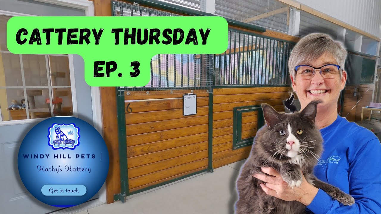 They Saved His Life: Thursday at Kathy's Kattery Ep 3 - YouTube