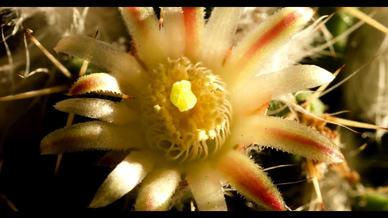 [4k] Silver Arrows cactus timelapse - YouTube