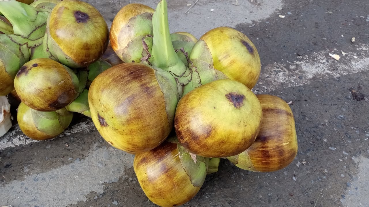 Excellent palm cutting skills and delicious palm seeds. - YouTube