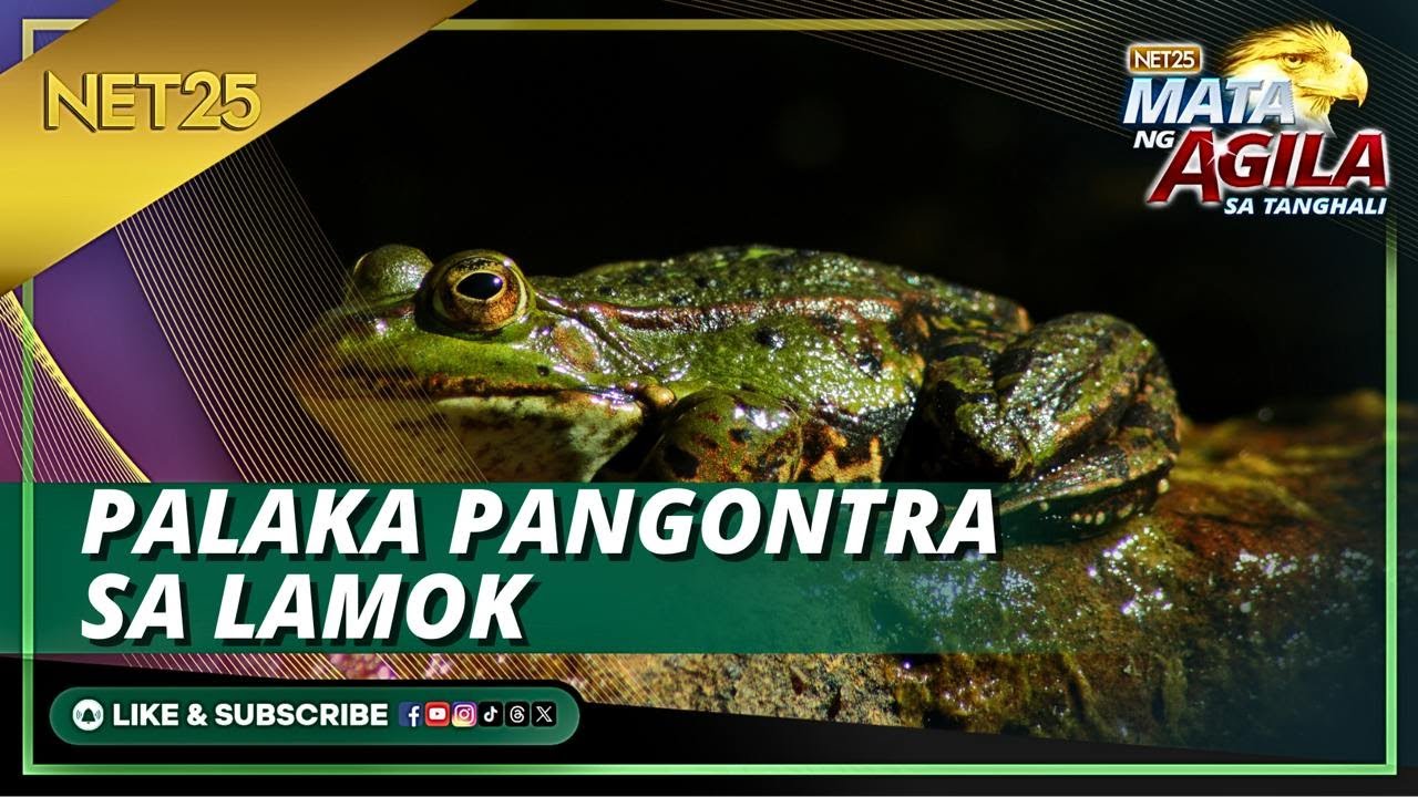 MGA PALAKA, PINAKAWALAN SA BRGY. OLD BALARA, QUEZON CITY - YouTube