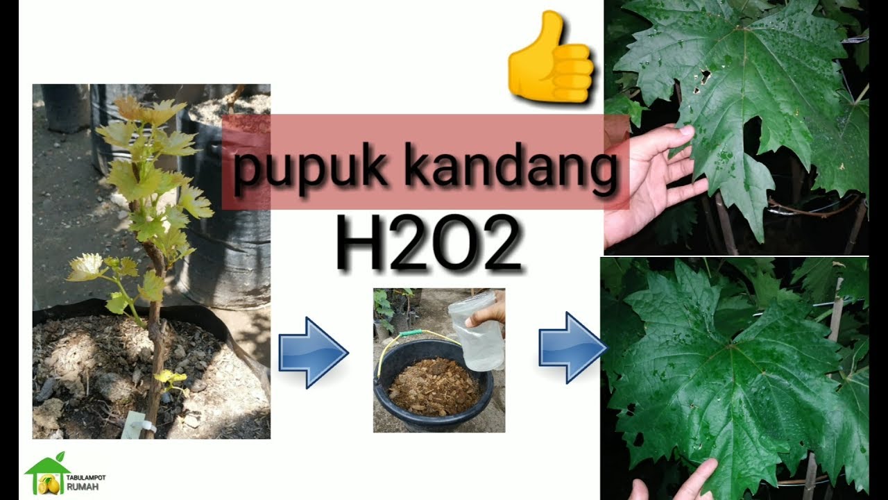 manfaat H2O2 untuk tanaman sebagai sterilisasi media tanam dan ...