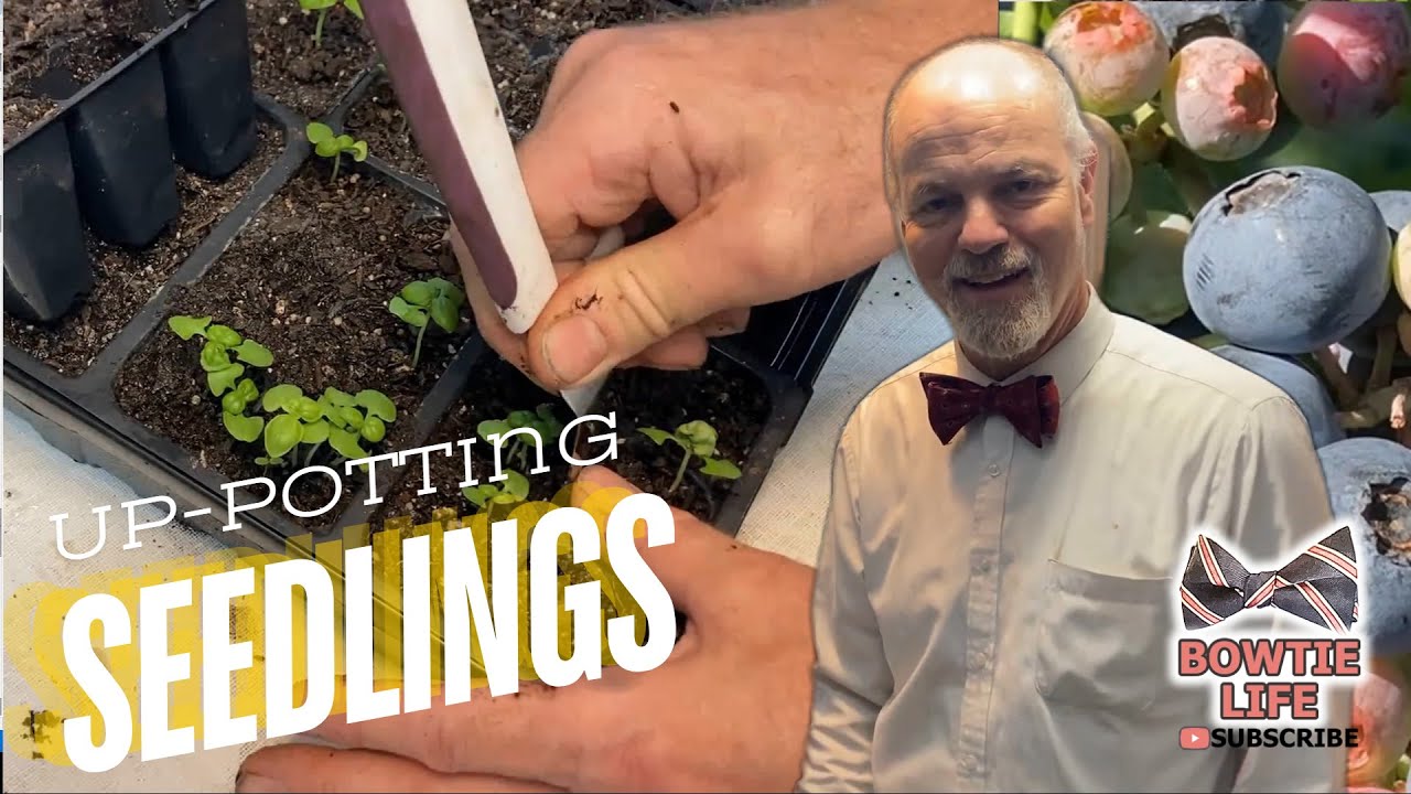 Up Potting or Potting On Your Seedlings for the Garden. Basil, Tomatoes ...