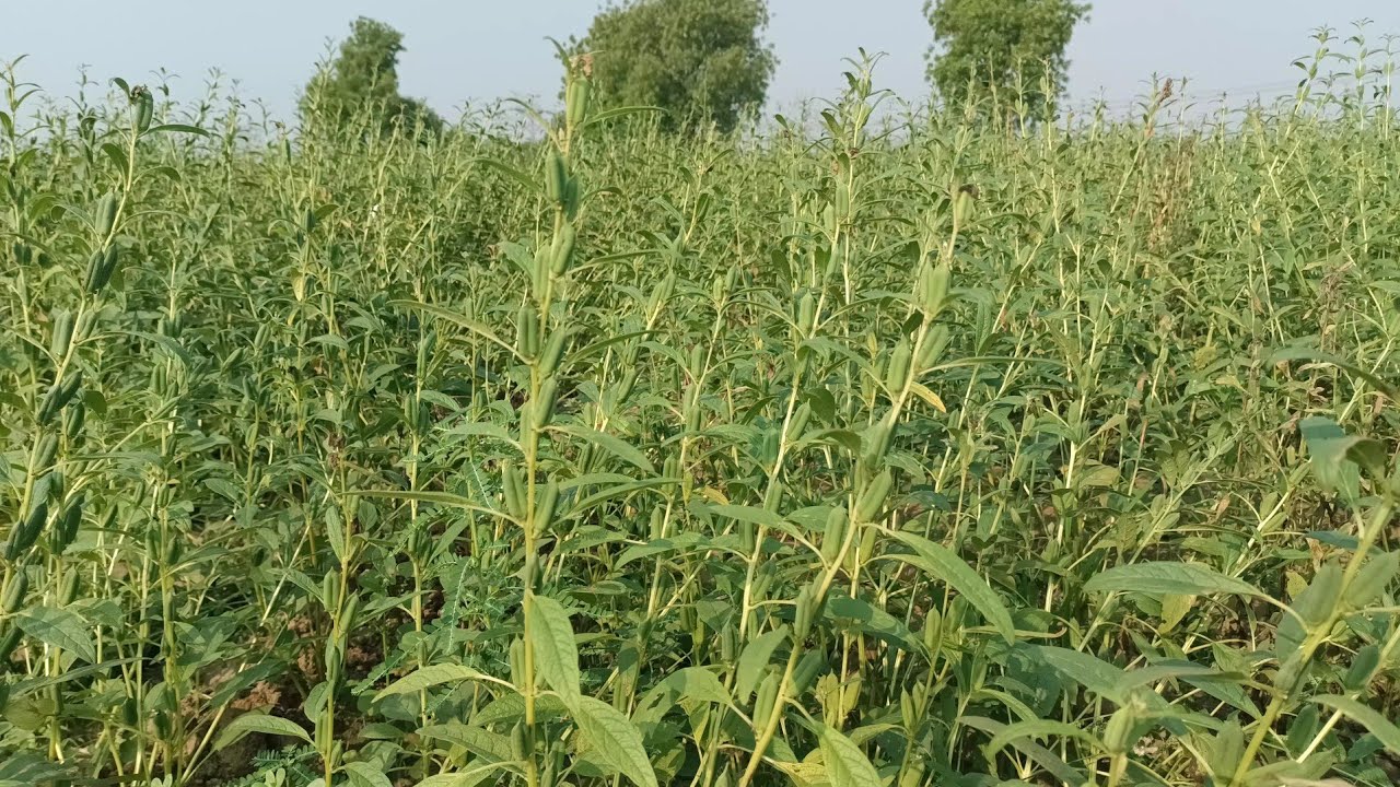 Noogu#Nuvvulu#Sesam Seeds#Gingili#Farming#Lovers#Shorts - YouTube