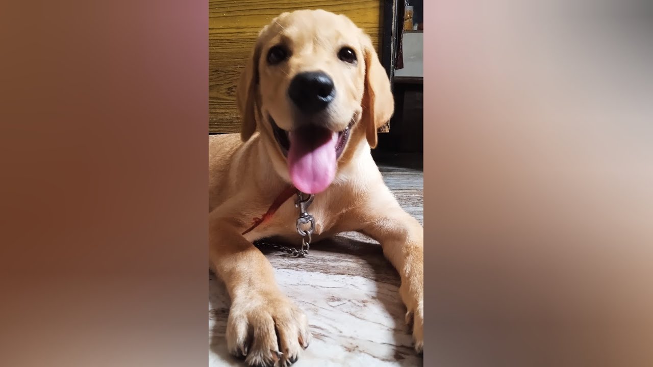 Truly adorable labrador 😘😘 || Labrador Retriever Sebastian ️||Daily ...