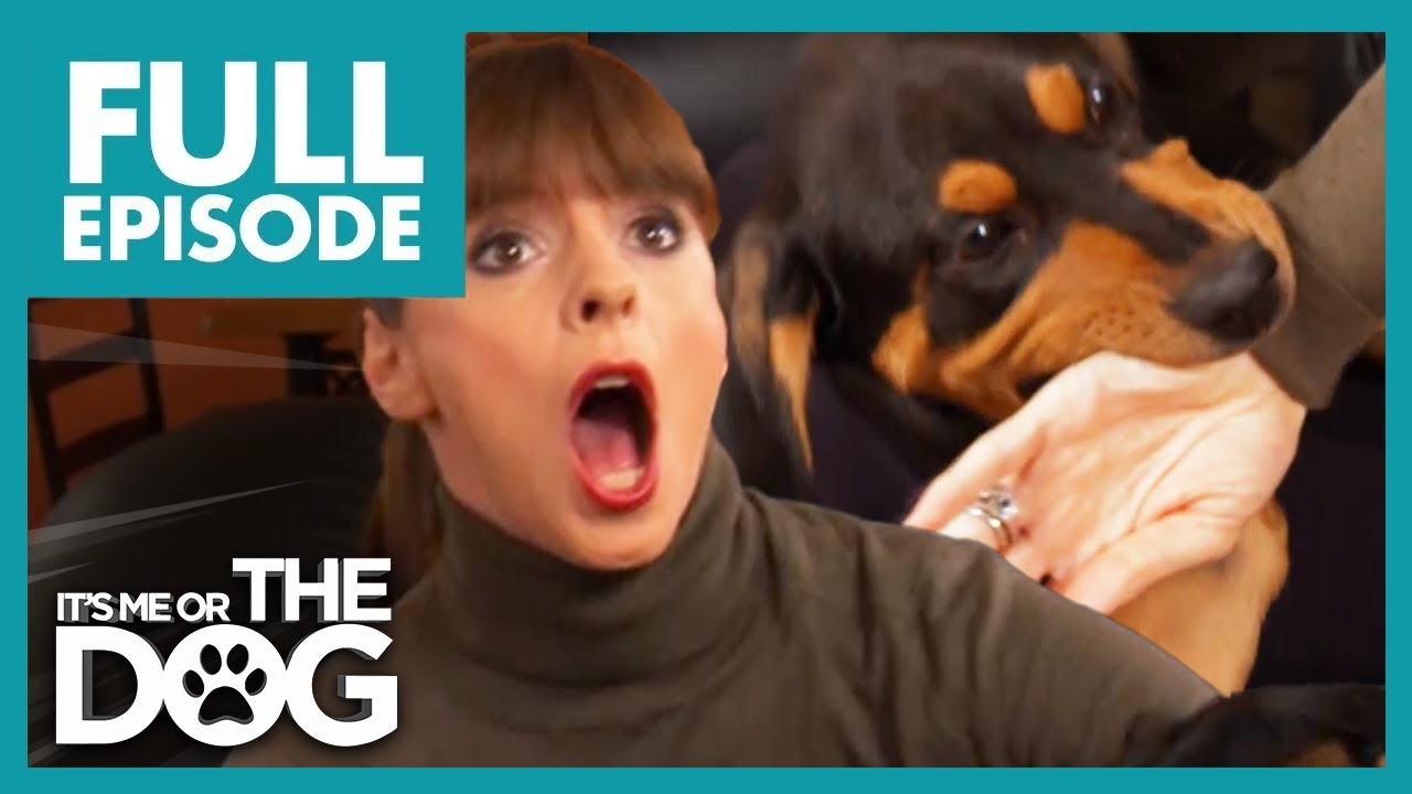 Rottweiler Bite Attack During Training | Full Episode | It's Me or The ...