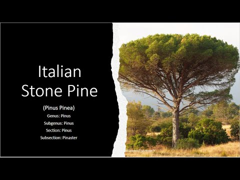 Italian stone pine - YouTube