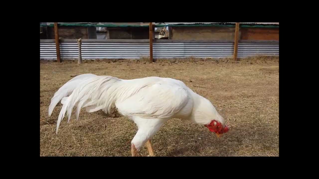 qaib WhiteNinja - YouTube