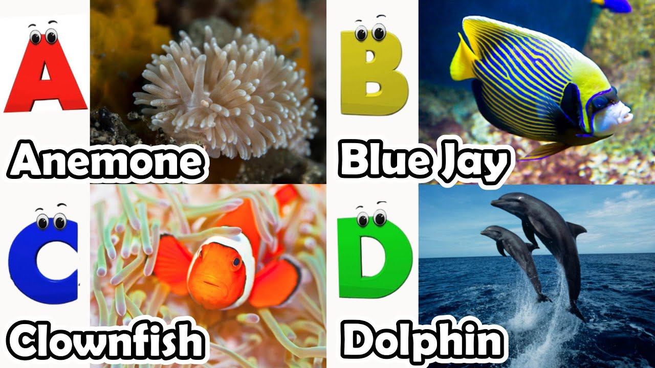 ABC phonics animals | ABC Sea Animals song | English and Animals for ...