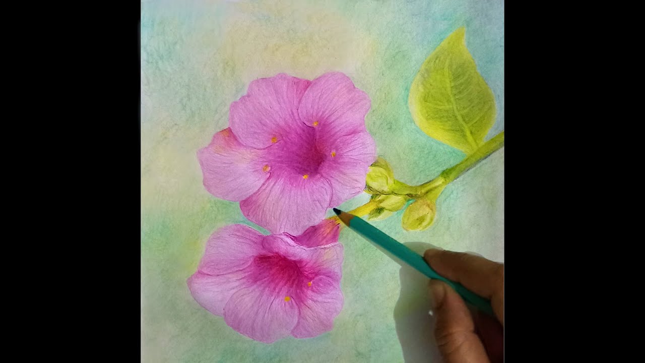 How to Draw Allamanda Flower . Flower Drawing. - YouTube