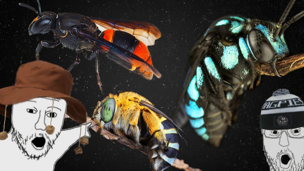 The Dropkick's Guide to Aussie Bees - YouTube