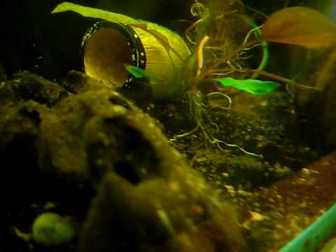 Dwarf Flags with fry (laetacara curviceps) - YouTube