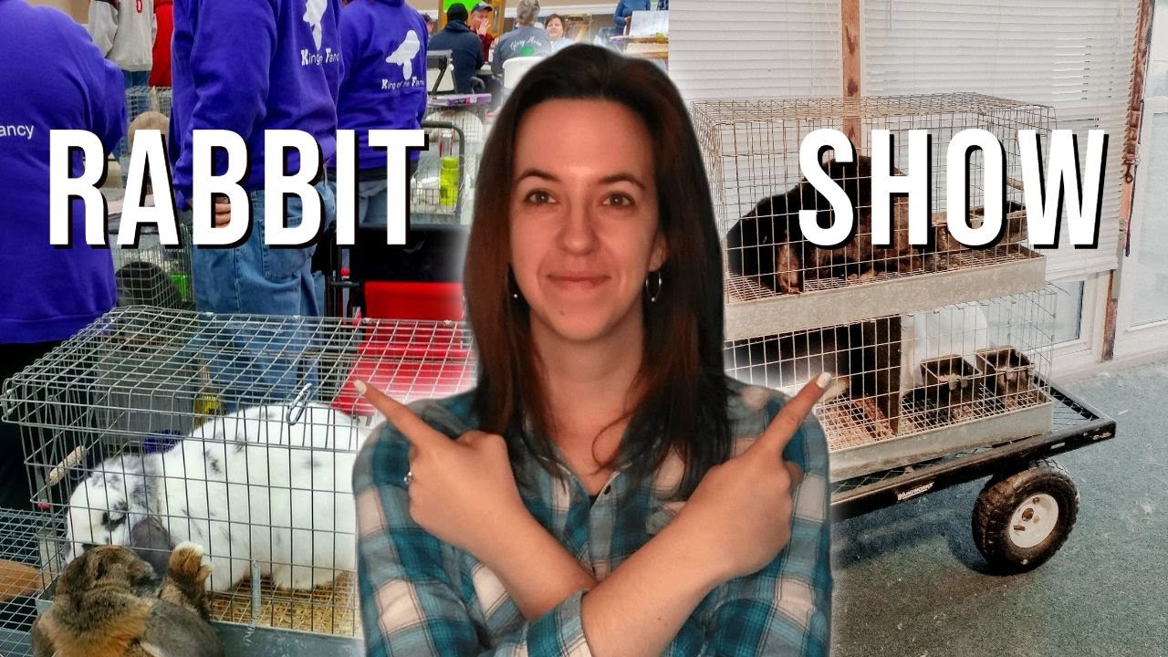 How To Find And Prep For A Rabbit Show - YouTube