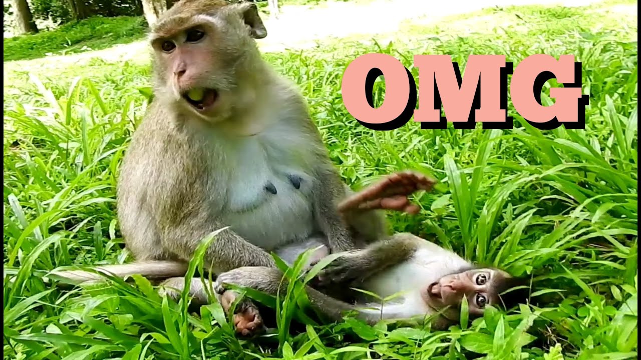 OMG Unbelievable Monkey Try Like This, Adorable Monkeys In Group Amber ...