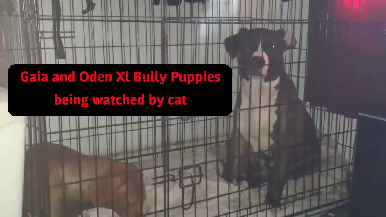 Xl Bullies and Cat ..... - YouTube
