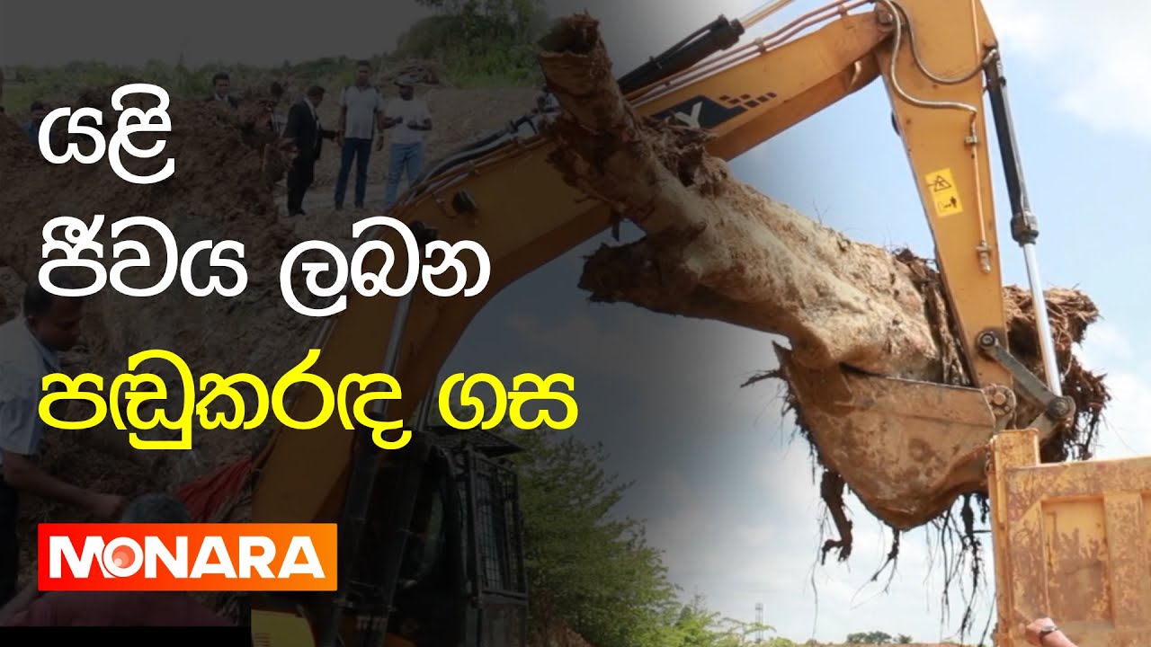 යළි නැගීසිටින පඬුකරඳ ගස - Pandu Karanda Tree || Monara - YouTube