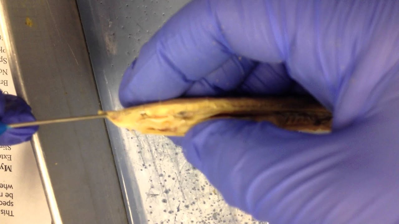 Lab craniata/vertebrata pt2 - YouTube