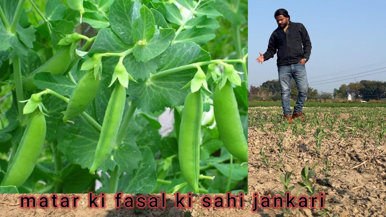 matar ki kheti ke upay - YouTube