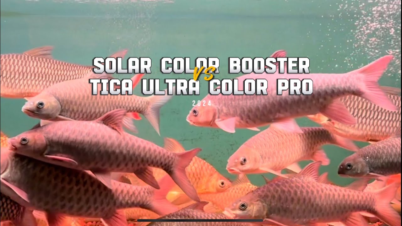 Perbezaan Lampu Solar Color Booster vs Tica Ultra color Pro,Combine ...
